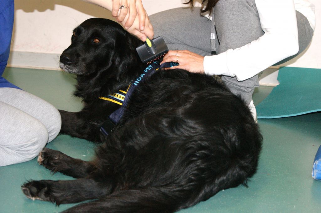 Brusco e Asha, due cani vicino ai disabili Pet therapy all’Isc ...