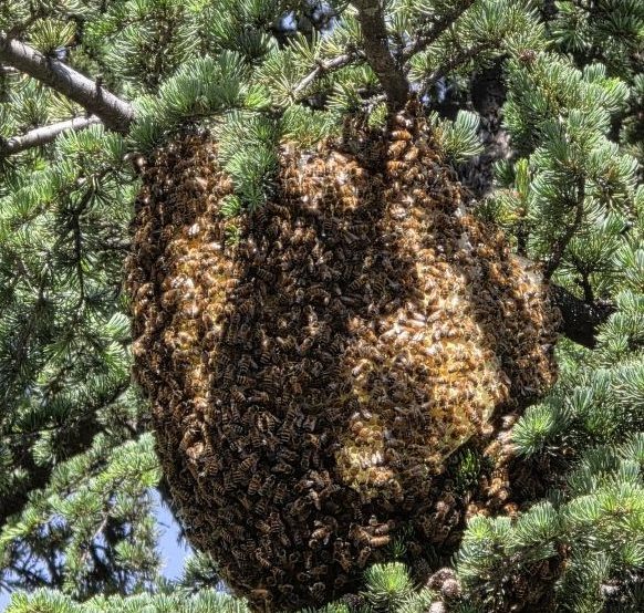 Tra le fronde spunta un mega alveare | Cronache Maceratesi