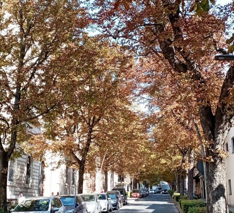 Giallo d’agosto tra gli alberi: «Fenomeno dovuto al caldo» | Cronache ...