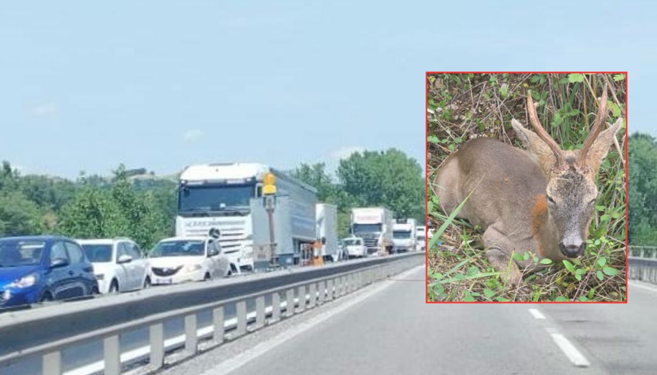 Capriolo a passeggio in superstrada, salvato dalla polizia stradale ...