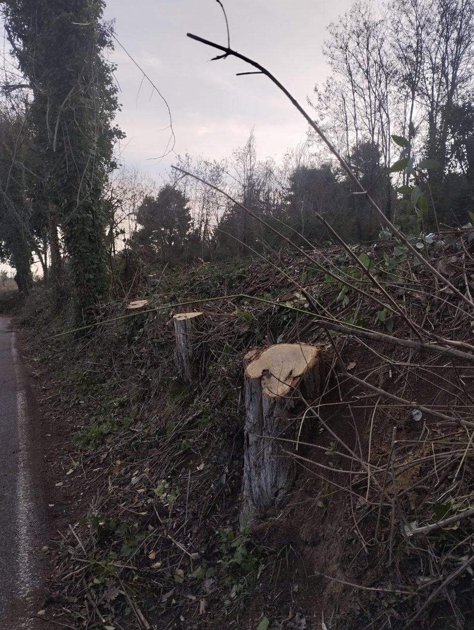 Alberi tagliati a Fontescodella, «Altro che pulizia: è un brutale ...