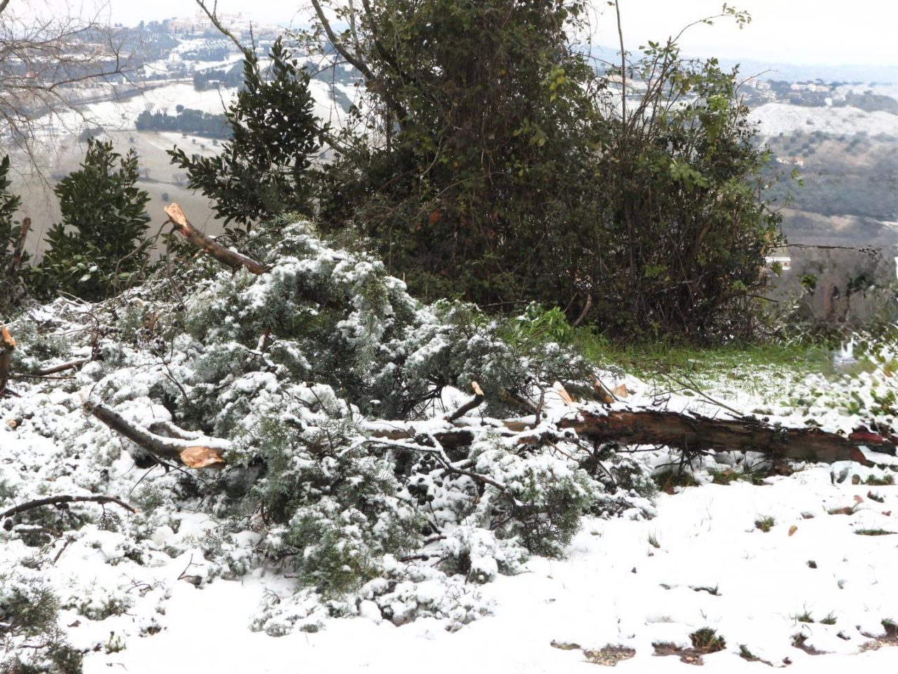 La neve lascia rami pericolanti: raffica di interventi a Macerata ...
