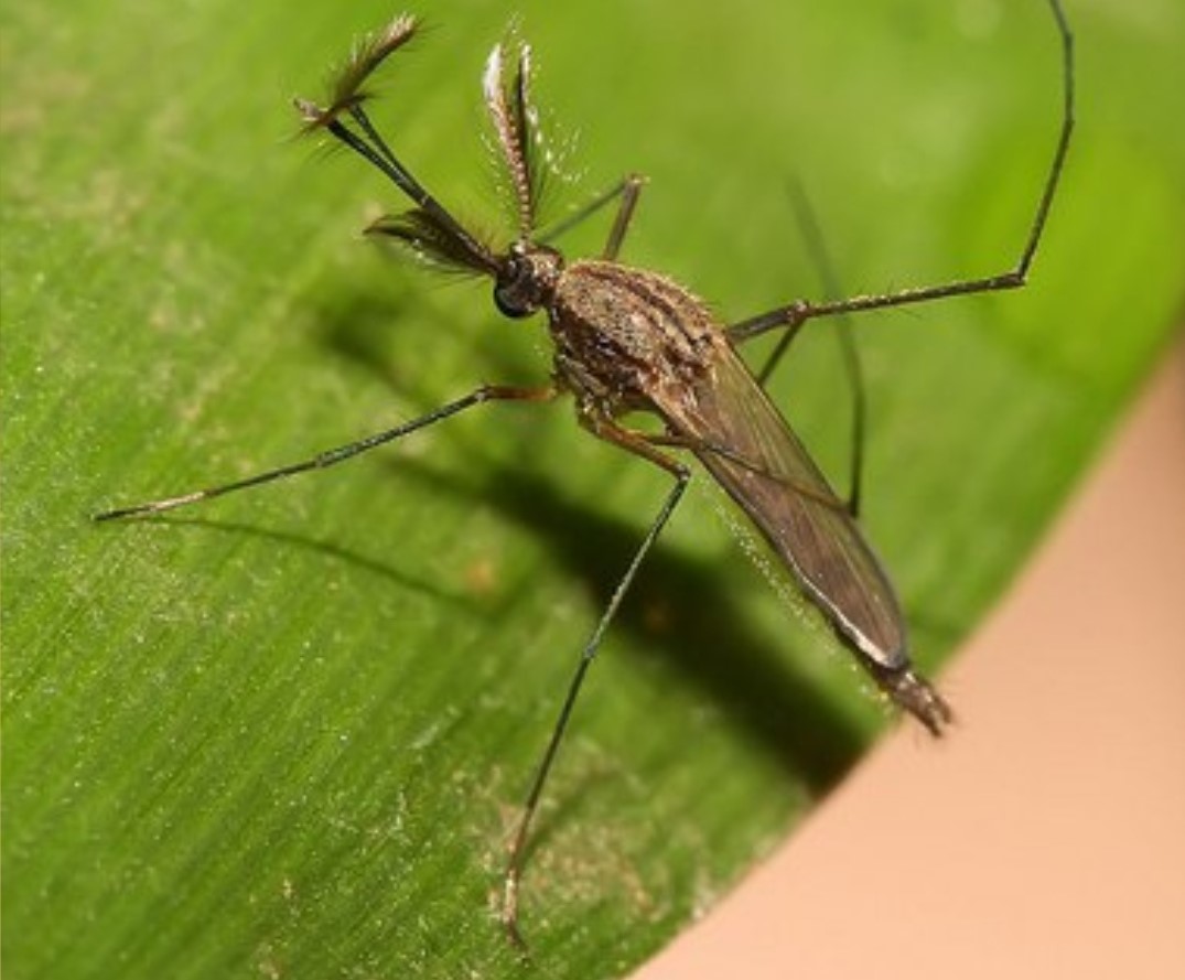 Arbovirosi, scatta il piano prevenzione: come eliminare i focolai di ...